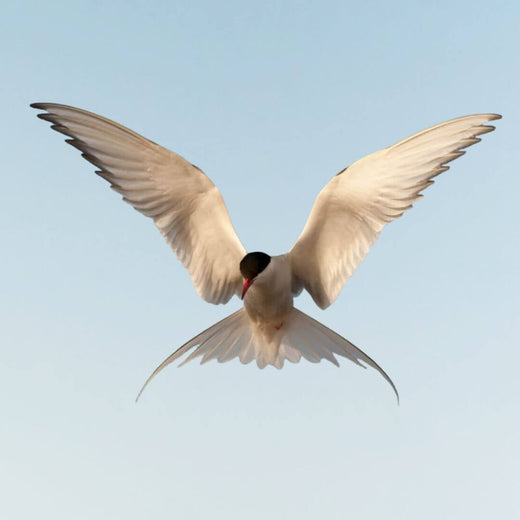 Meet Our Team Behind the Carry On – TernX®